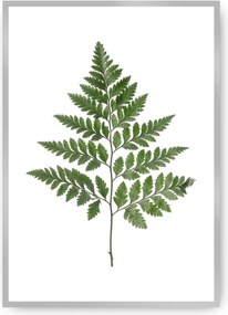 Plakát Fern Green