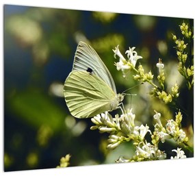 Skleněný obraz motýla (70x50 cm)