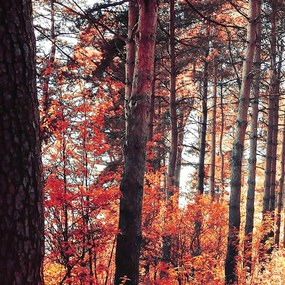 Malvis ® Tapeta Červený podzim v lese Vel. (šířka x výška): 432 x 290 cm