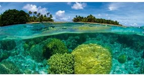 Obraz na skle - Korálový útes 60x 30 cm