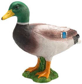 Mojo Kachna divoká kačer