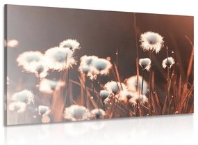 Obraz bavlněná tráva - 90x60 cm