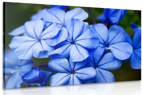 Obraz divoké modré květy Varianta: 120x80