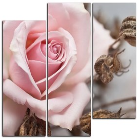Obraz na plátně - Růže a uschlé rostliny - čtverec 3225C (105x105 cm)