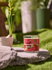 Sinsay - Vonná svíčka Watermelon Sugar - červená