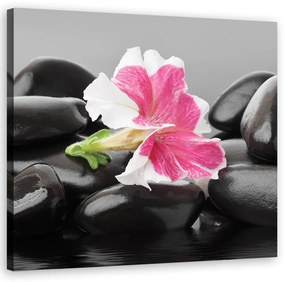 Obraz na plátně, Růžový květ na zenových kamenech - 60x60 cm