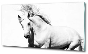 Wallmuralia Foto-obraz fotografie na skle Bílý kůň 100x50