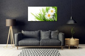 Obraz na skle Sedmikráska Květ Příroda 125x50 cm