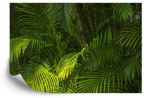 Fototapeta Palmové Listy Omyvatelný vlies 180x120