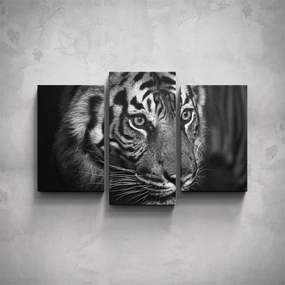 3-dílný obraz - Tygr - PopyDesign