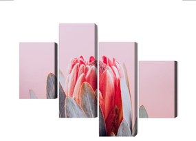 Vícedílný obraz Květina Královského Protea Zblízka Nedostatek Nedostatek Přírodní plátno 160x100