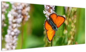 Moderní obraz motýla na louce (100x40cm)