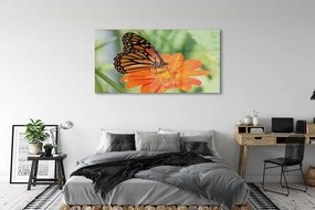 akrylový obraz Květ barevný motýl 140x70 cm