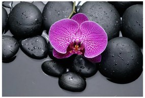 Fototapeta Orchidejové kameny 104x70