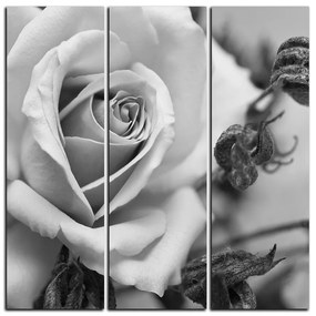 Obraz na plátně - Růže a uschlé rostliny - čtverec 3225QB (105x105 cm)