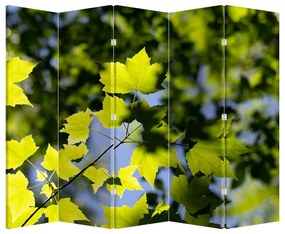 Paraván - Javorové listy (210x170 cm)