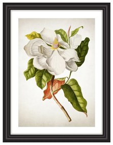 Obrázek jižní magnolie A4 (210 x 297 mm): A4