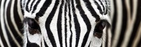 DIMEX | Fototapeta do kuchyně Zebra KI-180-016 | 180 x 60 cm | černobílá