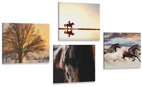 Set obrazů pro milovníky koní - 4x 60x60 cm