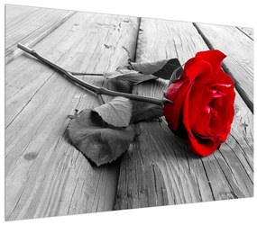 Obraz rudé růže (100x70 cm)