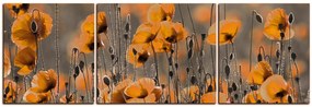 Obraz na plátně - Krásné divoké máky - panoráma 597QC (150x50 cm)