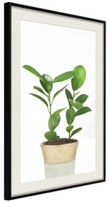 Artgeist Plakát rostlina v květináči Velikosti (šířkaxvýška): 30x45, Finální vzhled: Černý rám s paspartou