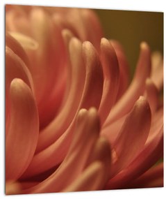 Obraz detailu květiny (30x30 cm)