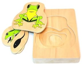 Moyo Montessori Životní cyklus žáby