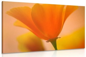 Obraz nádherná květina - 60x40 cm