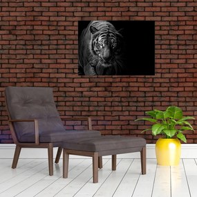 Skleněný obraz divokého tygra (70x50 cm)