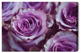 Obraz Krásné Fialové Růže Nedostatek Nedostatek Přírodní plátno 120x80