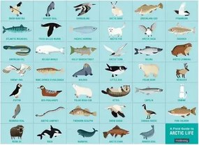 Mudpuppy Puzzle skládej a hledej Život v Arktidě / 64 dílů / od 4 let