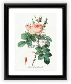 Úplná sada Romantické růže - 6 obrázků na zeď