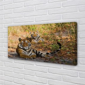 Obrazy na plátně Tigers 140x70 cm