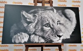 Obraz mládě lva v černobílém provedení