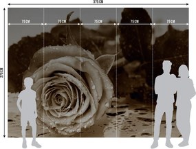 Fototapeta na zed' Sépiová Růže | 360 x 254 cm | DFTS0086