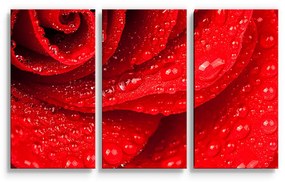 Sablio Obraz - 3-dílný Květ růže - 120x80 cm