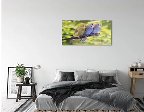 Obraz na skle Barevné papoušek na větvi 120x60 cm