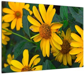 Obraz žlutých květin (70x50 cm)