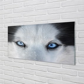 akrylový obraz wolf Eyes 100x50 cm