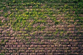DIMEX | Samolepicí vliesová fototapeta na zeď Cihlová zeď s mechem MA-5-2684 | 375 x 250 cm | zelená, hnědá