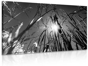 Obraz polní tráva v černobílém provedení