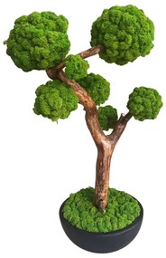 Mechová bonsaj 40-46 cm
