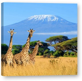 Obraz na plátně tištěný Žirafy na pozadí Kilimandžára Art