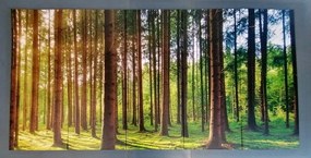 5-dílný obraz sluneční ráno v lese Varianta: 100x50