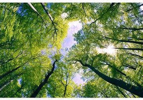 DIMEX | Samolepicí vliesová fototapeta na zeď Stromy v oblacích MA-5-0104 | 375 x 250 cm | zelená, modrá, hnědá