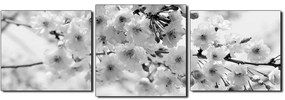 Obraz na plátně - Třešňový květ - panoráma 5279QD (90x30 cm)
