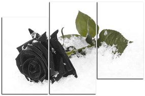 Obraz na plátně - Růže na sněhu 1103QC (105x70 cm)