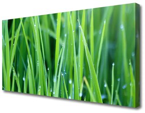 Obraz na plátně Tráva Kapky Rostlina Příroda 100x50 cm