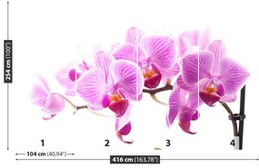 Fototapeta Růžová orchidej 104x70